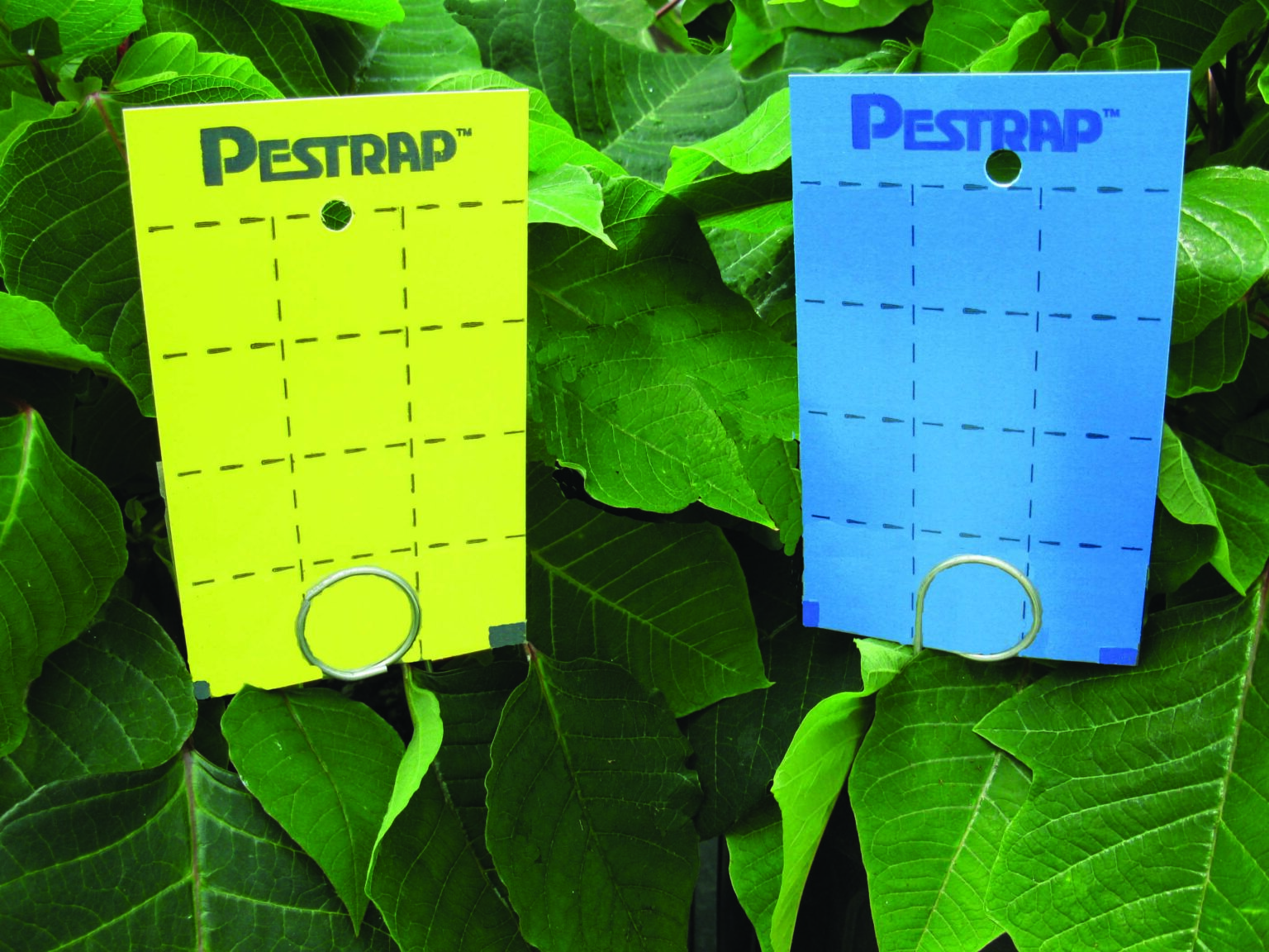Pestrap™ Mini 3″ x 5″ Cards – Phytotronics, Inc.