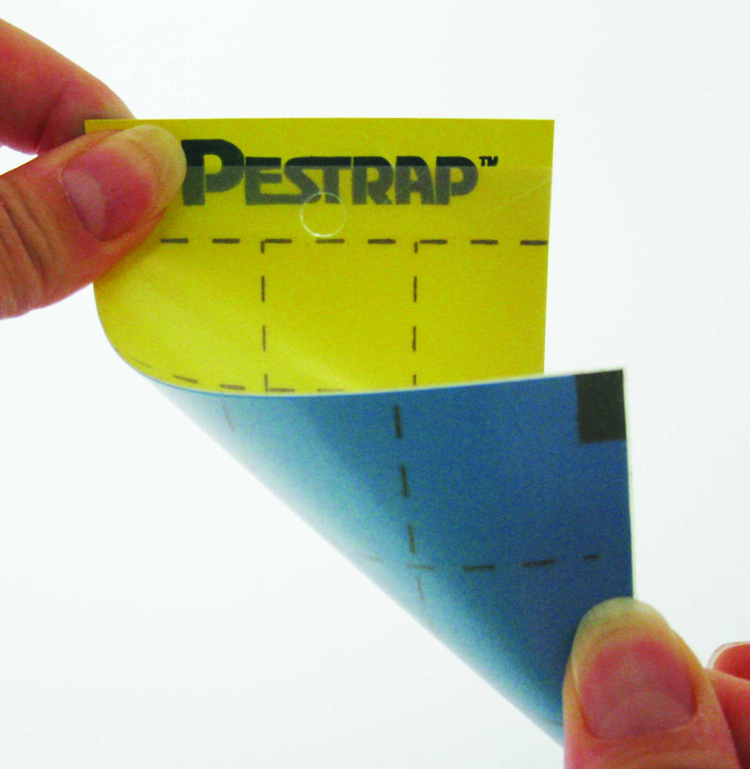 Pestrap™ Mini 3″ x 5″ Cards – Phytotronics, Inc.